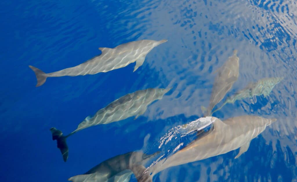 Experiences in Siladen Indonesia - Siladen Snorkeling & Dive Resort ...