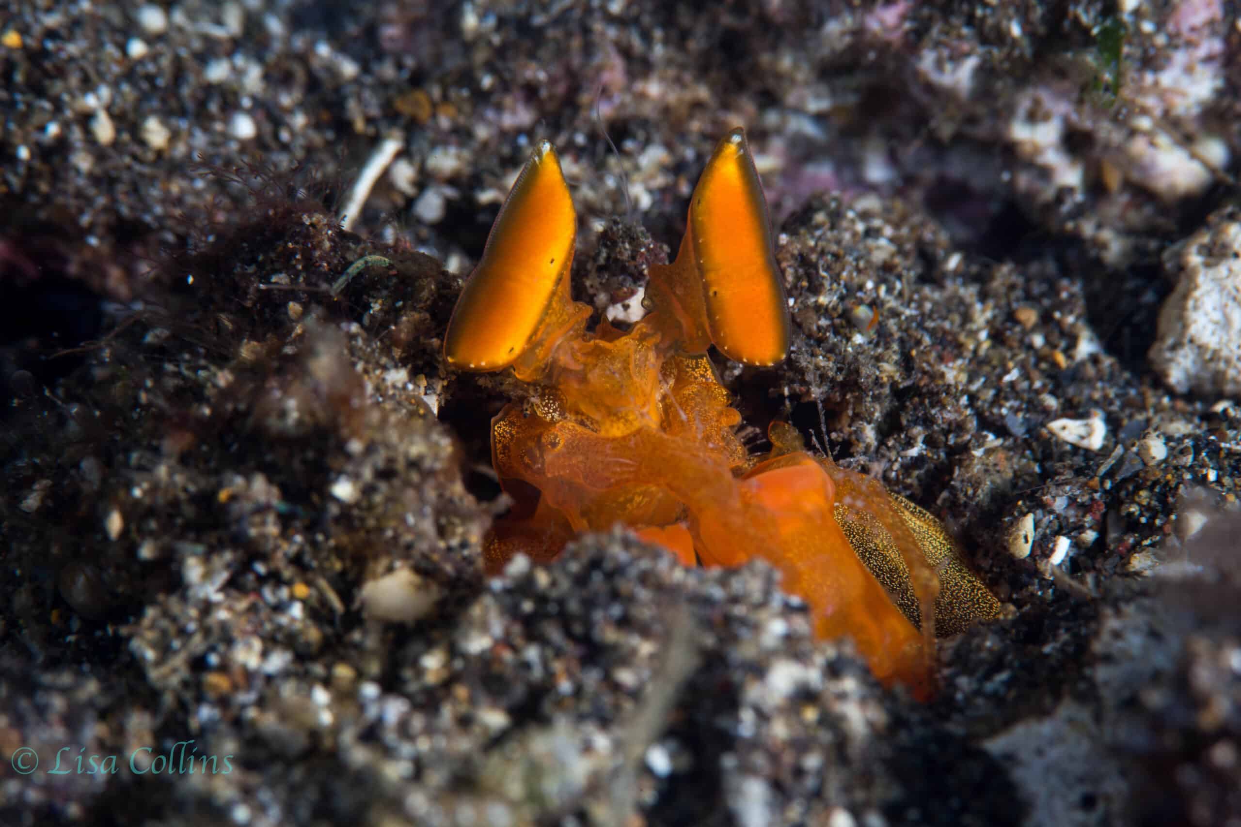 Lisa Collins – Siladen Resort & Spa