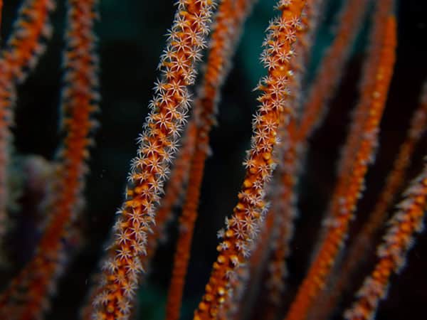 Alan Wiggs – Siladen Resort & Spa