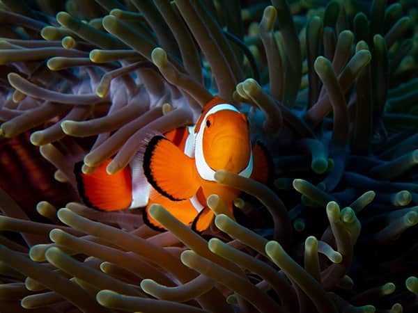 Alan Wiggs – Siladen Resort & Spa