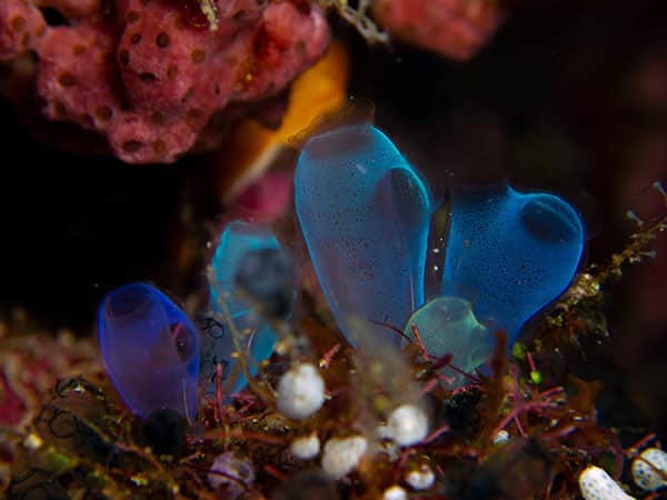 Alan Wiggs – Siladen Resort & Spa