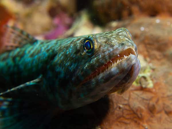 Alan Wiggs – Siladen Resort & Spa