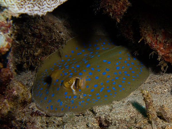 Alan Wiggs – Siladen Resort & Spa