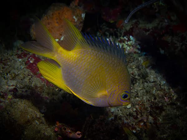 Alan Wiggs – Siladen Resort & Spa