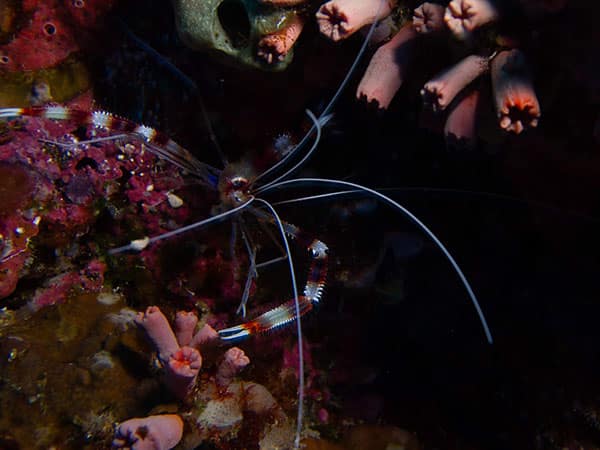 Alan Wiggs – Siladen Resort & Spa